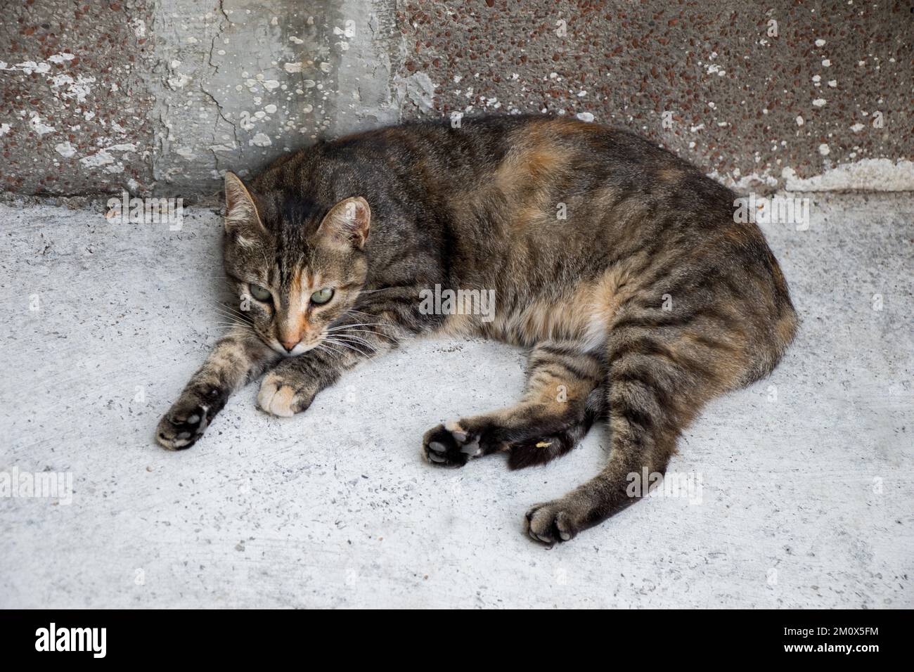 Stray cat seen in the street of the city Stock Photo - Alamy