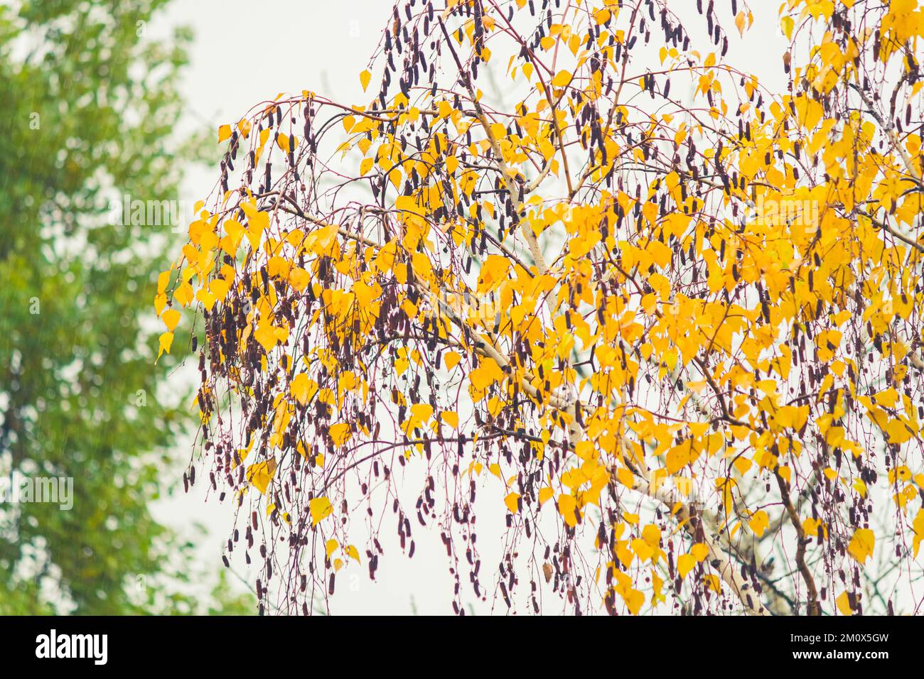 Trees after rain. Puddles on ground in autumn after rain. Falling ...