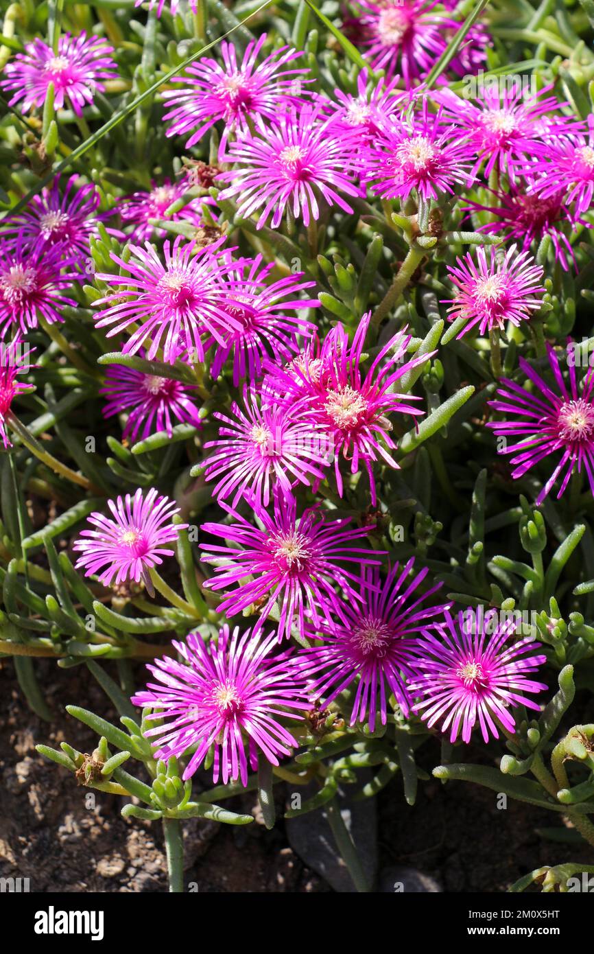 Seaside daisy hi-res stock photography and images - Alamy