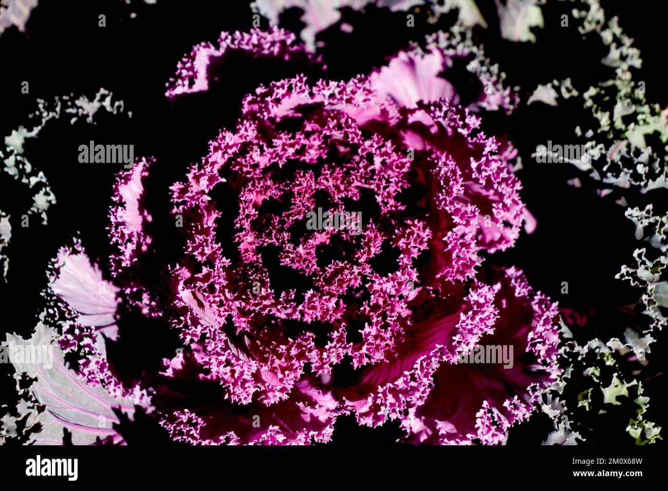 Beautiful pink lettuce flower hi-res stock photography and images - Alamy