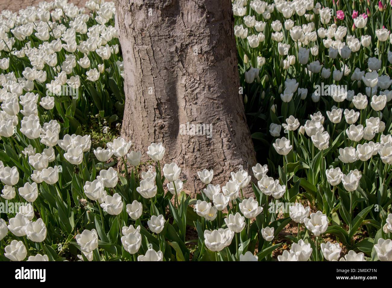 Tulip Flowers Blooming around tree trunk in Spring Season Stock Photo ...