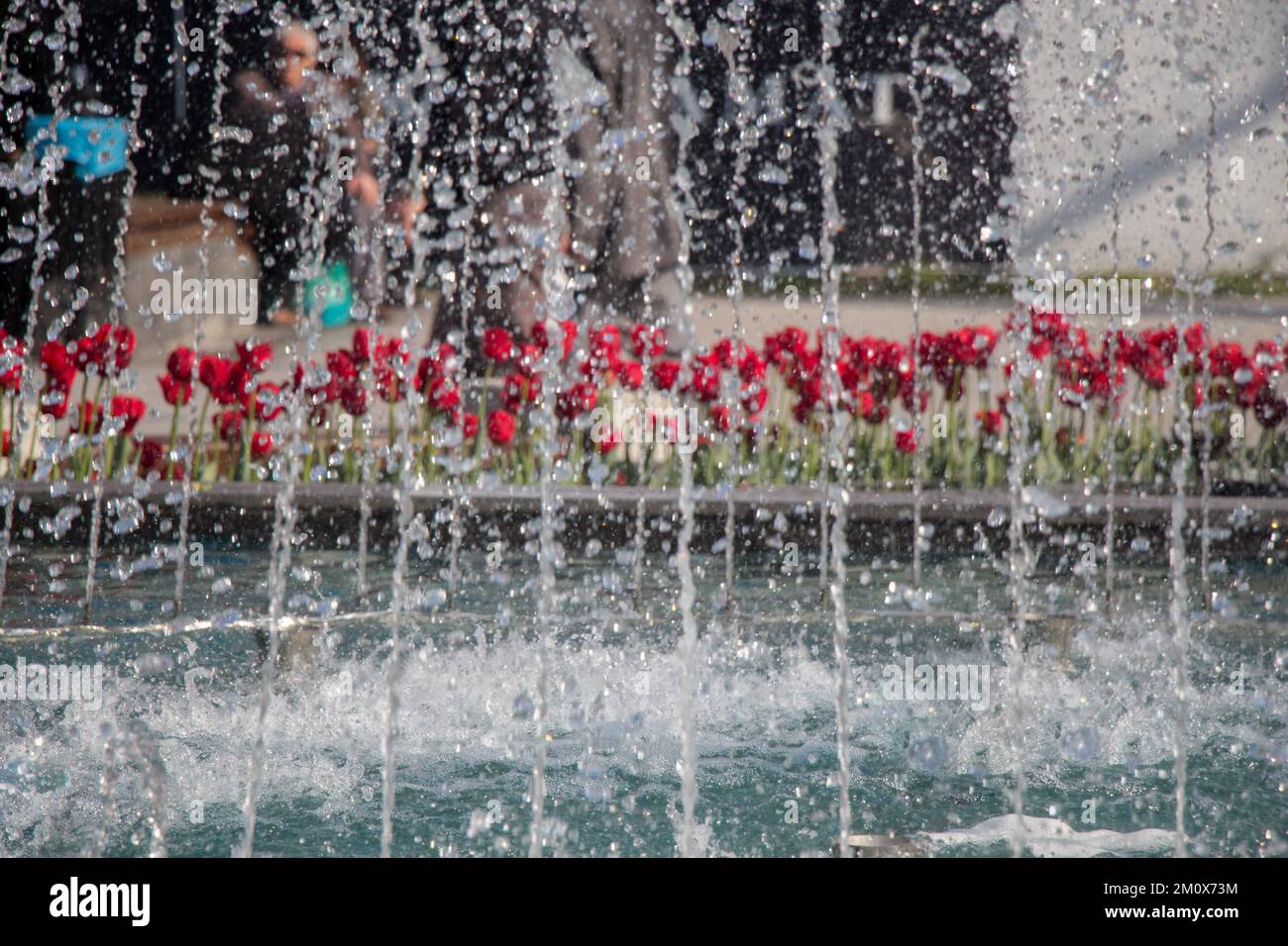 The fountains gushing sparkling water in a pool in a park Stock Photo ...