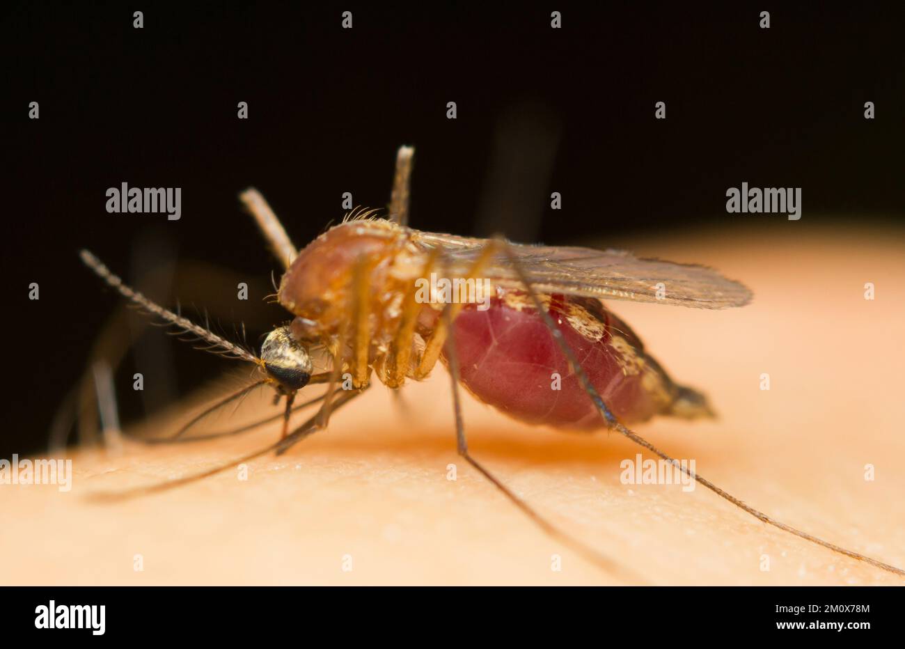 Macro of a mosquito on a human skin sucking blood Stock Photo - Alamy