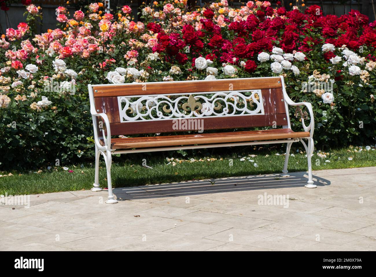 Wooden bench found in the middle of rose garden Stock Photo - Alamy