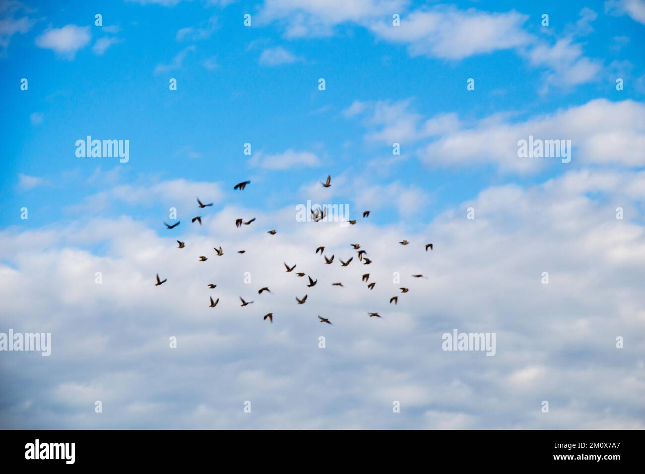 Flock of birds seen flying in the sky Stock Photo - Alamy