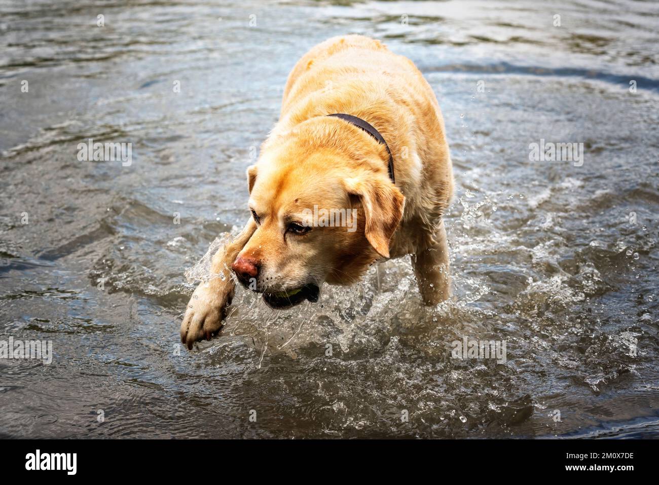 Adult yellow labrador retriever shaking off water hi-res stock ...