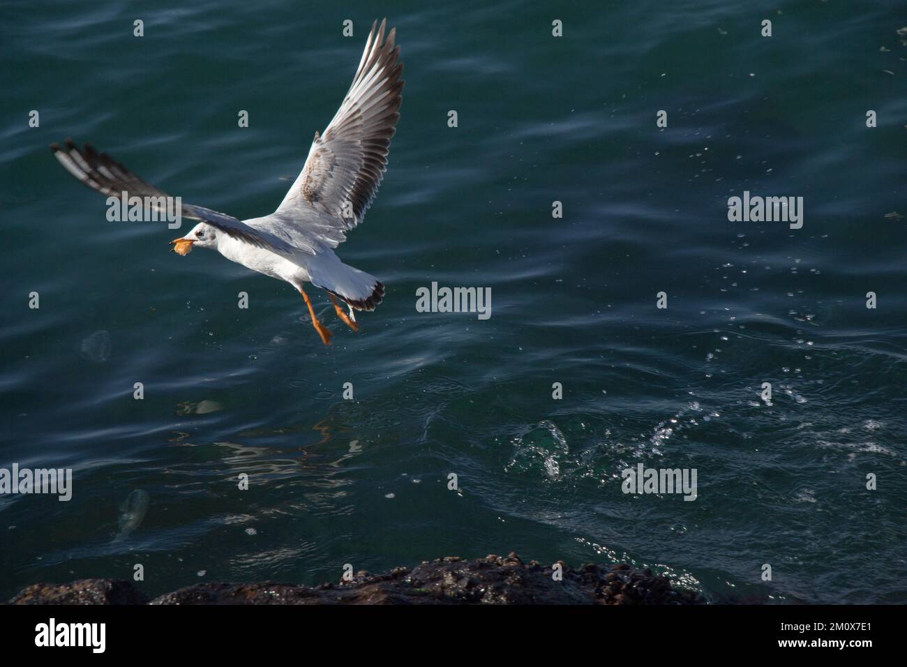 Single seagull flying over sea the sea waters Stock Photo - Alamy
