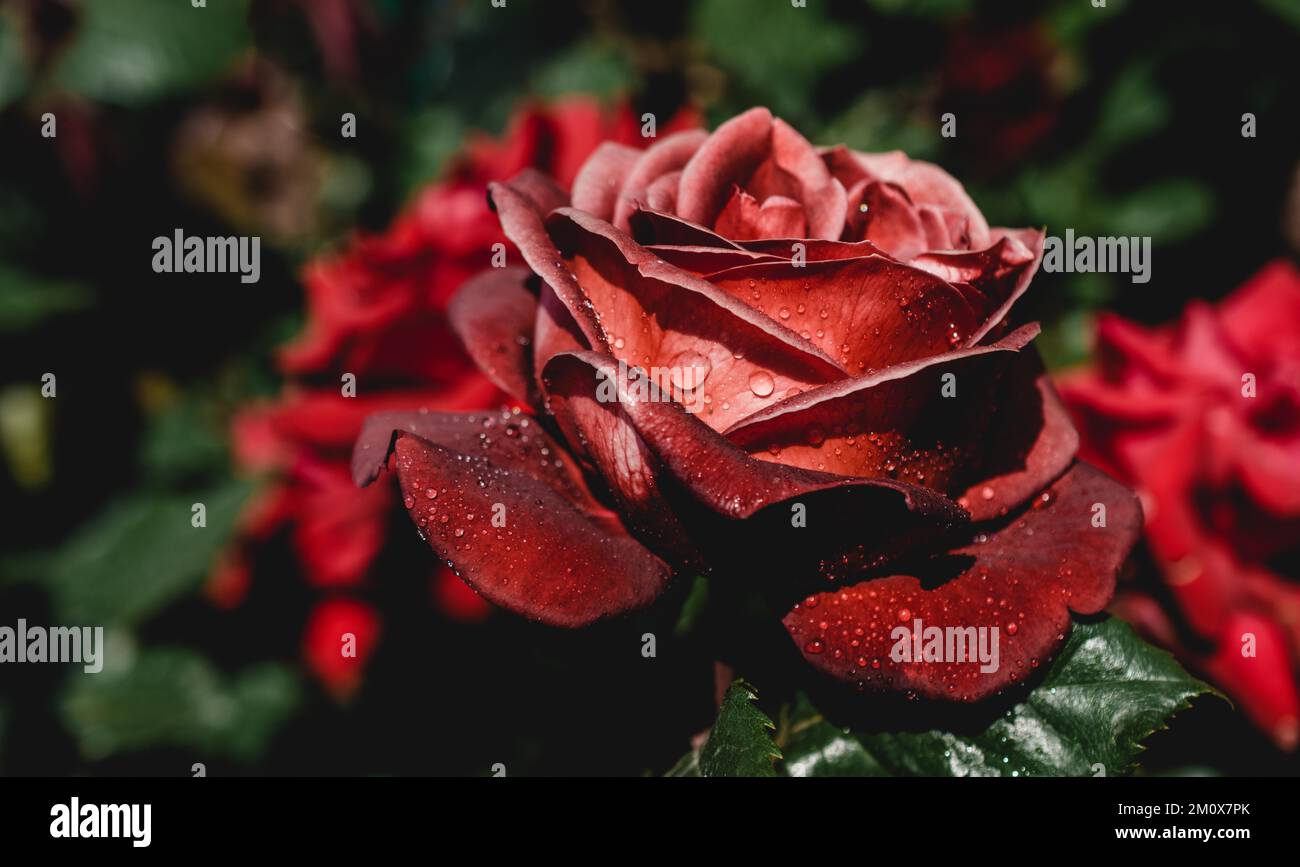 Beautiful colorful Rose Flower on garden background Stock Photo - Alamy