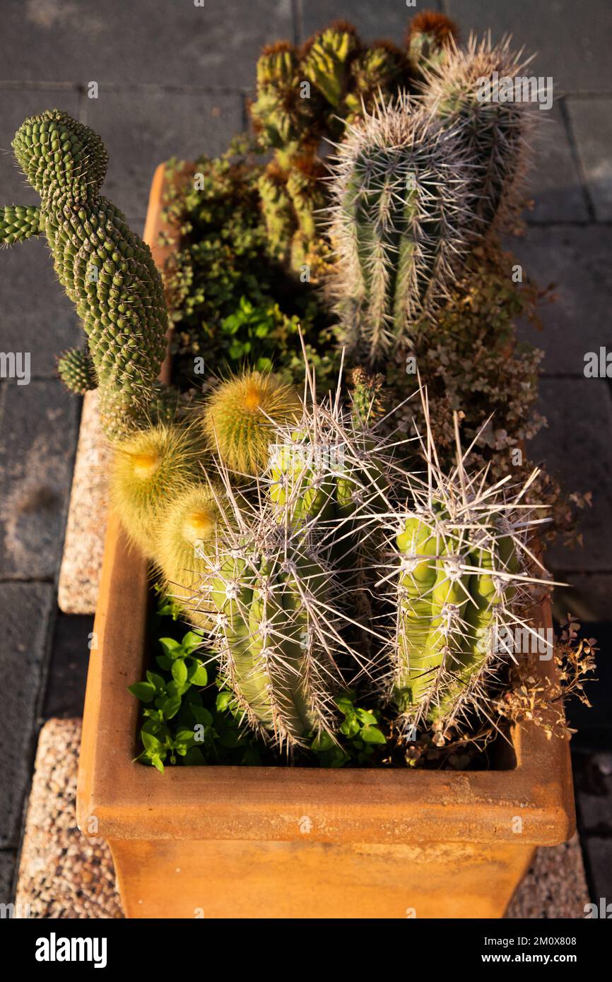 different cacti in a pot Stock Photo - Alamy