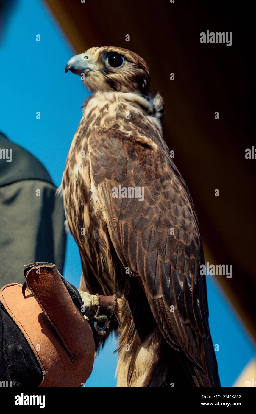 Falcon hawk bird on falconers hand during birds show Stock Photo - Alamy
