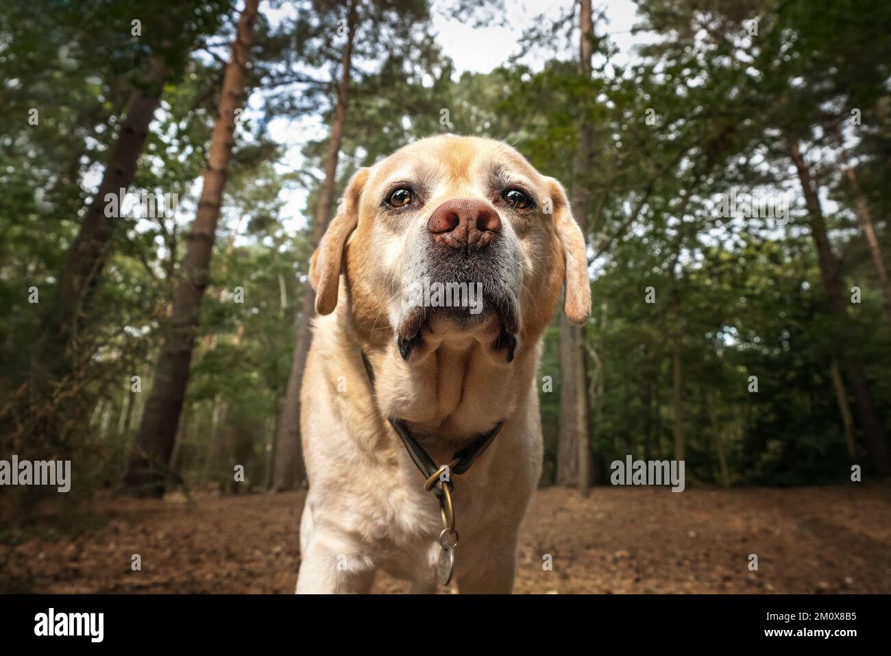 Senior Yellow Labrador looking at the camera in autumn fall in the ...