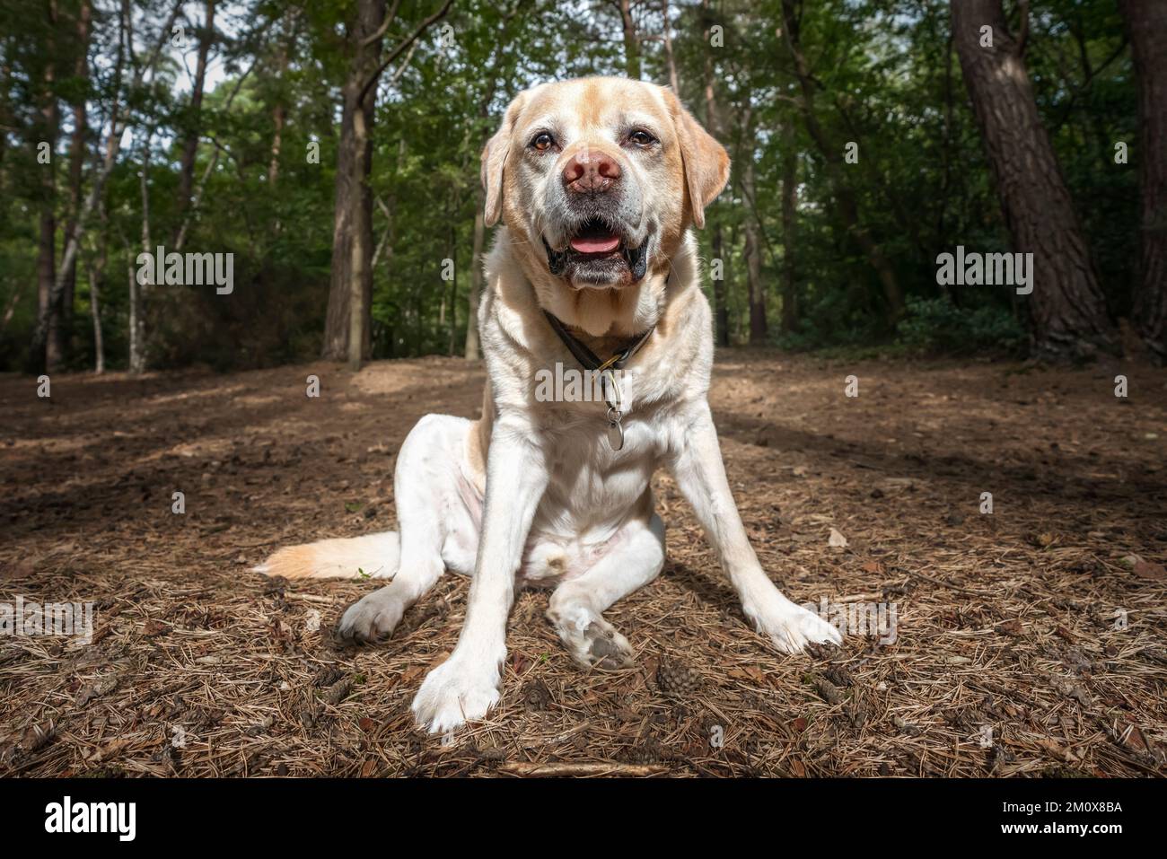 Labrador pup sat hi-res stock photography and images - Alamy