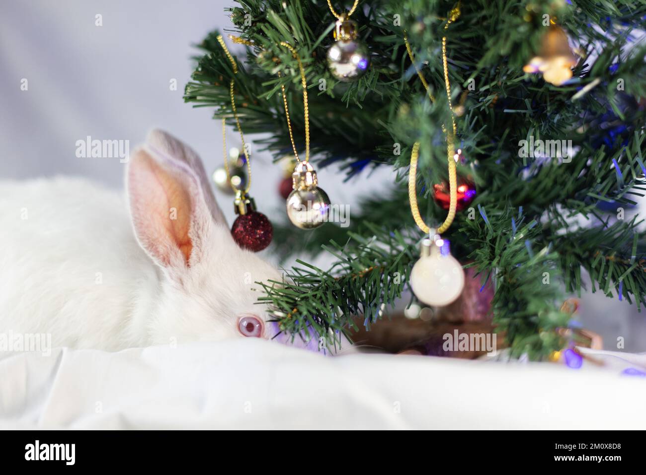 Cute christmas bunny under tree hi-res stock photography and images - Alamy