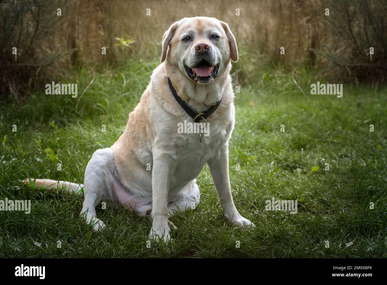 Labrador pup sat hi-res stock photography and images - Alamy