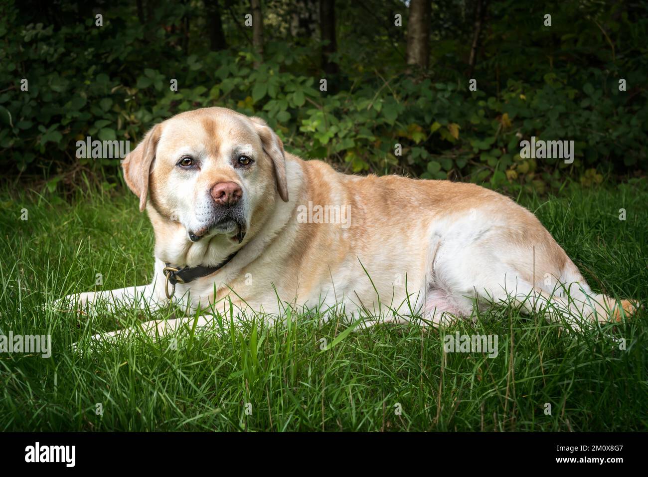 Senior Yellow Labrador laying down looking at the camera in autumn fall ...