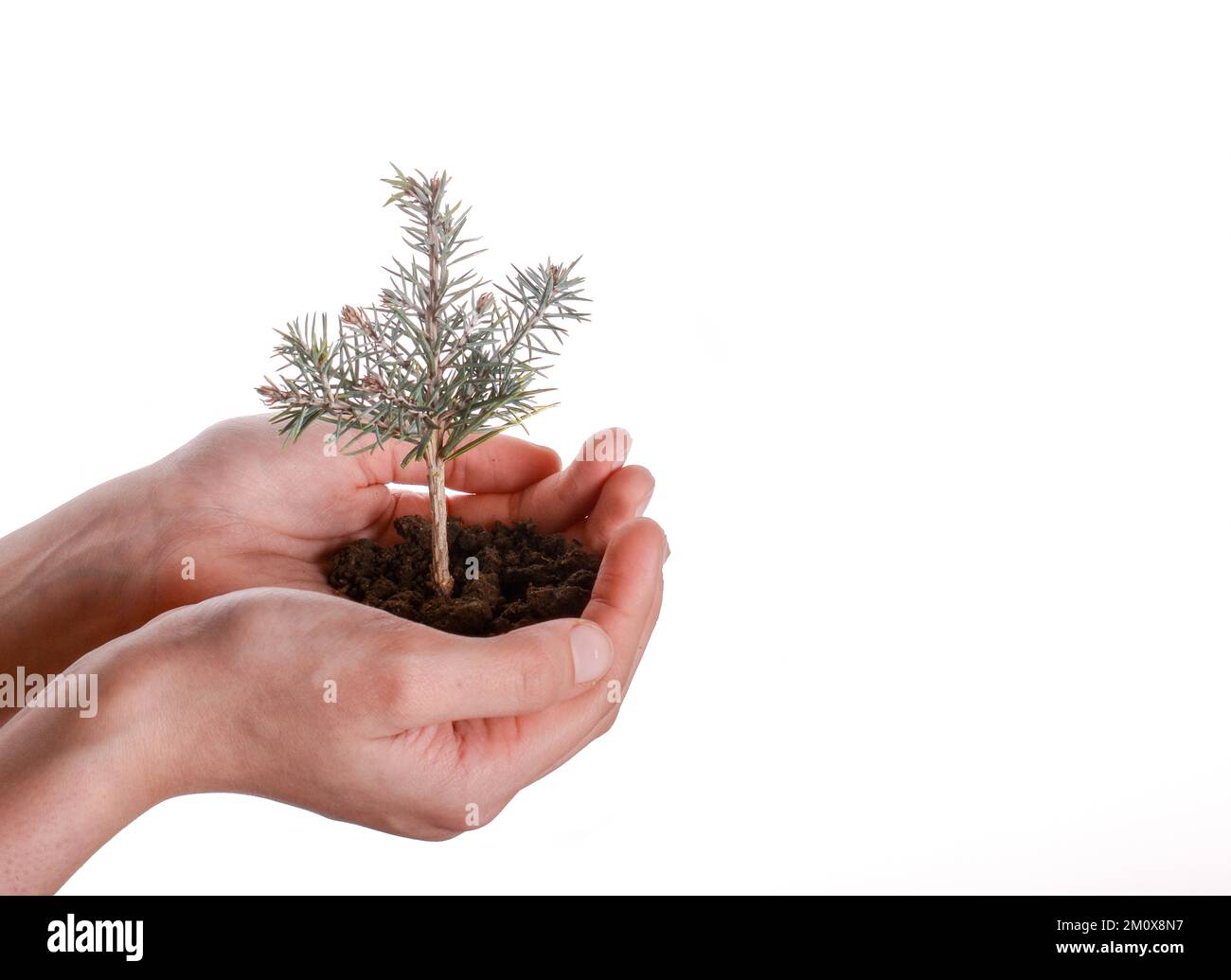 Hand with tree seedling hi-res stock photography and images - Alamy