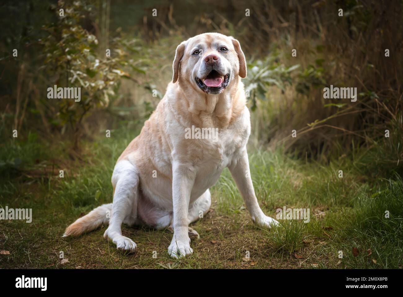 Labrador pup sat hi-res stock photography and images - Alamy
