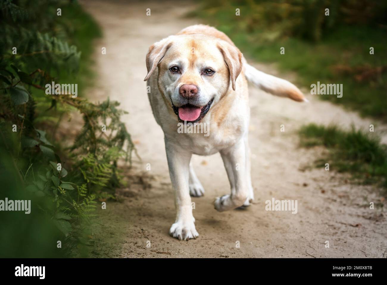Labrador puppy yellow chocolate black hi-res stock photography and ...
