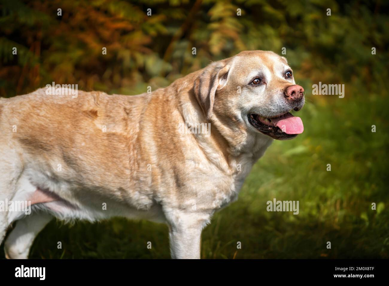 Labrador puppy yellow chocolate black hi-res stock photography and ...
