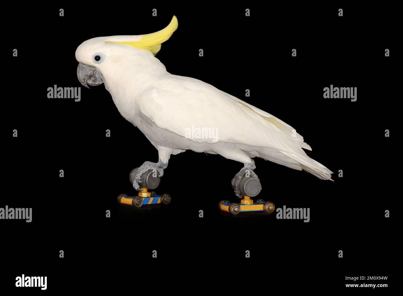 Parrot is running on roller skates. Black background Stock Photo - Alamy