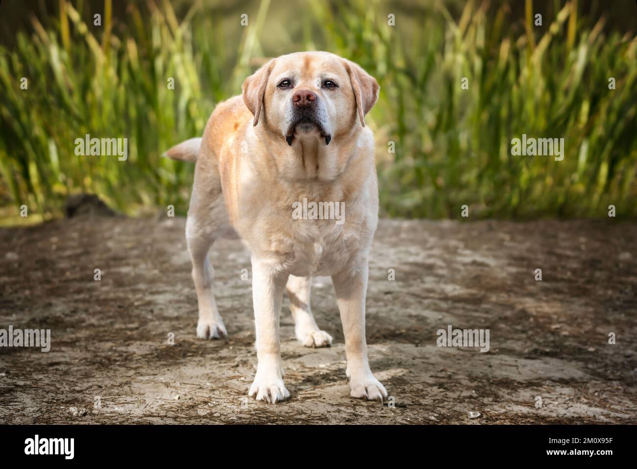 Yellow Labrador looking directly at the camera in Autumn in the forest ...