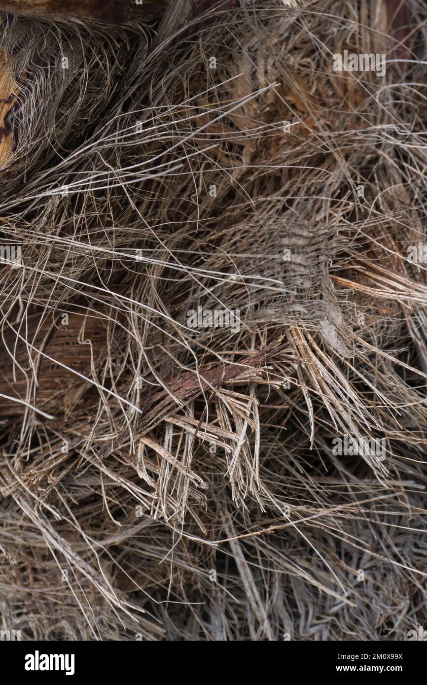 Textured fibers on the trunk of a palm tree. Background Stock Photo - Alamy
