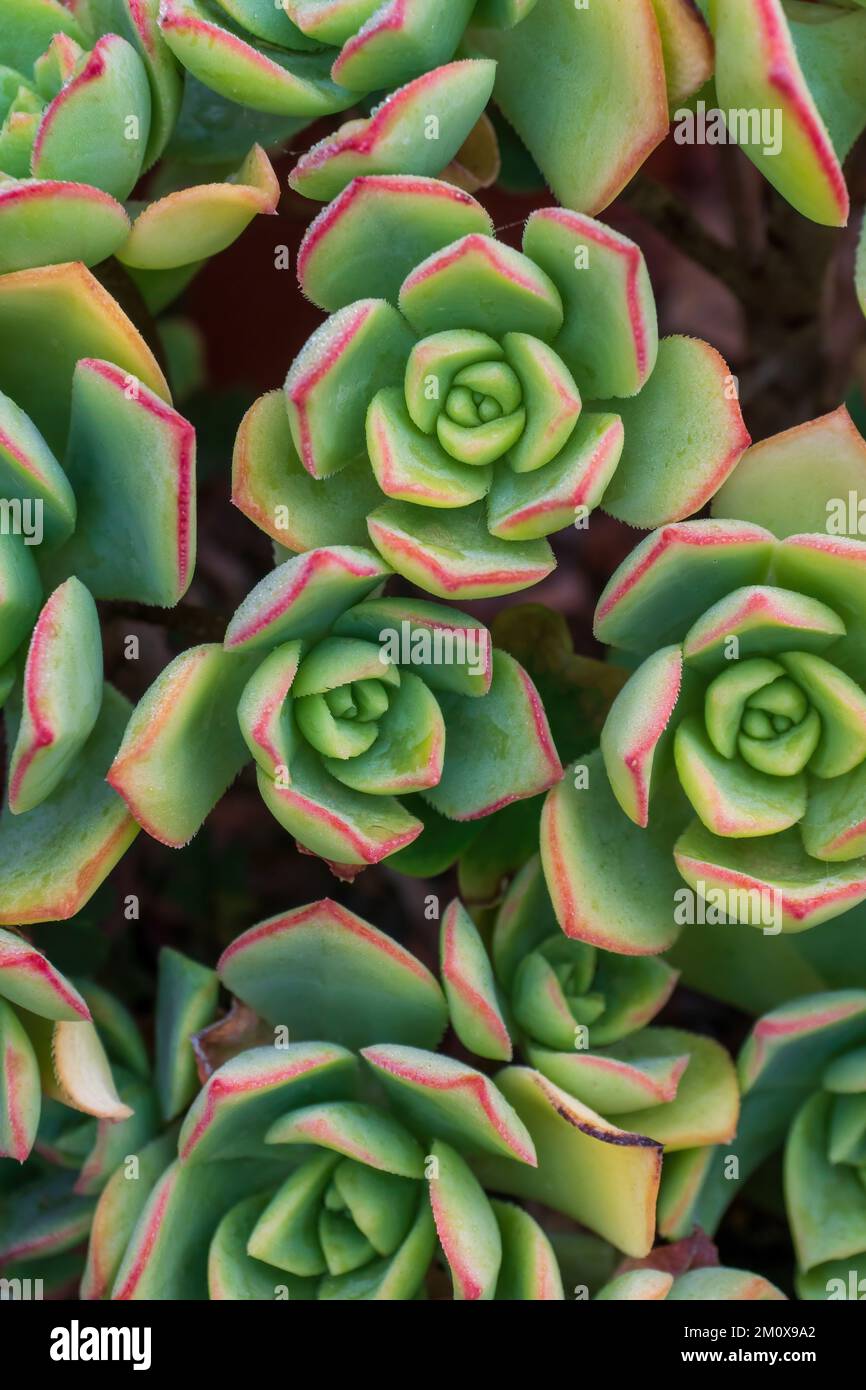 Rosette patterns hi-res stock photography and images - Alamy