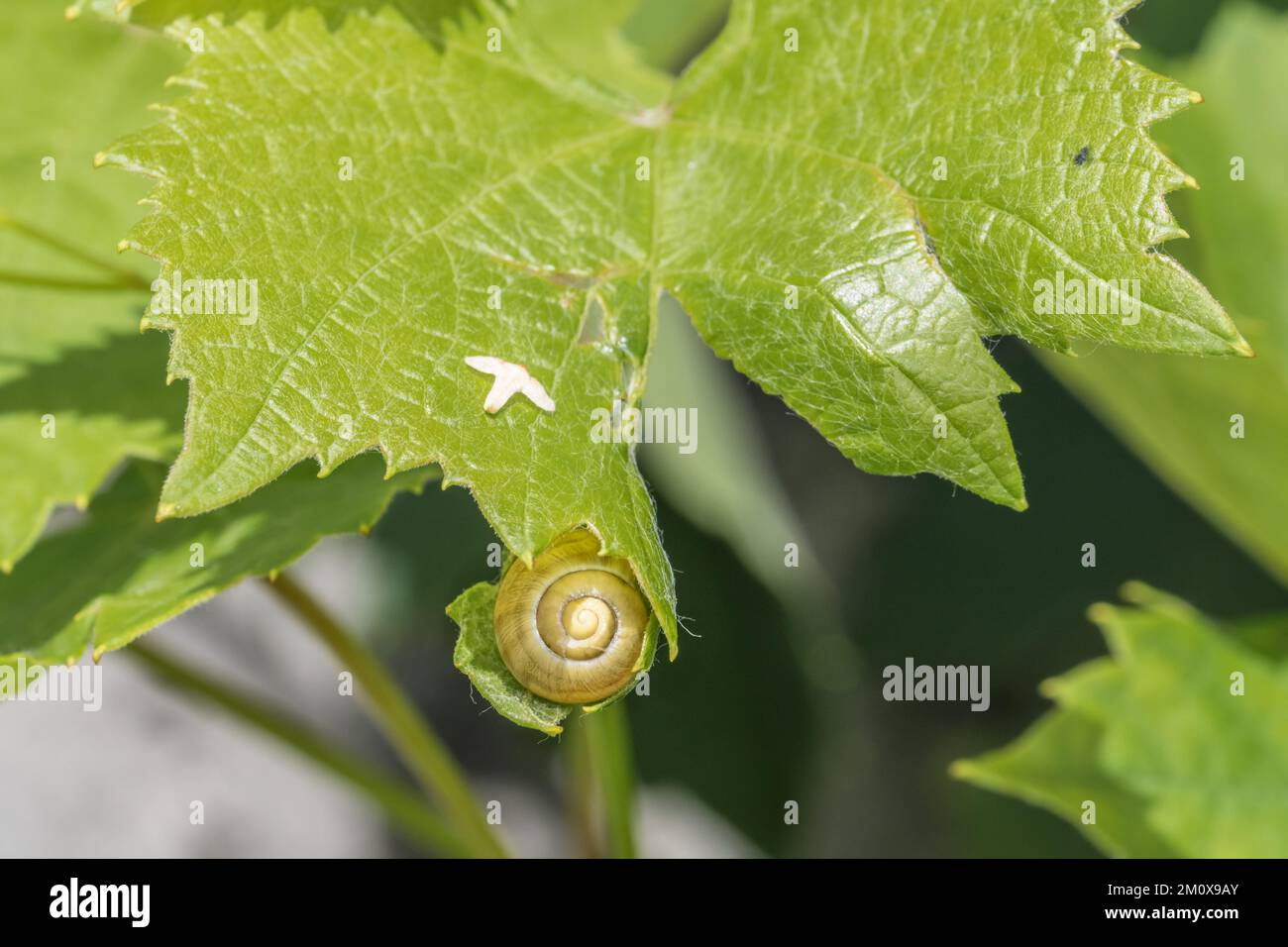Small snails with snail shell hanging on a branch of a tree, Germany ...