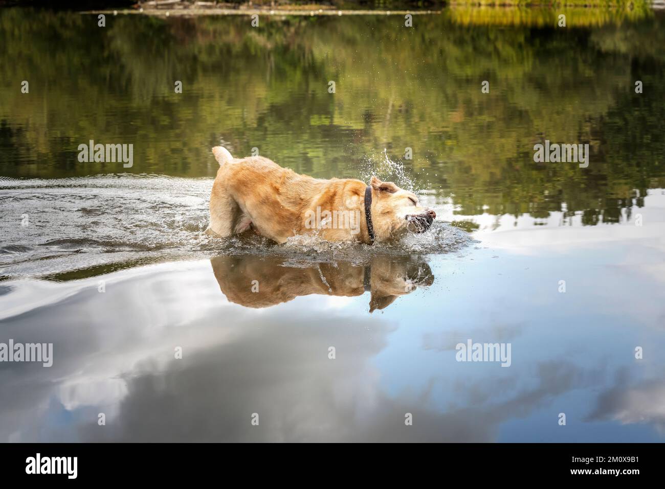 Adult yellow labrador retriever shaking off water hi-res stock ...