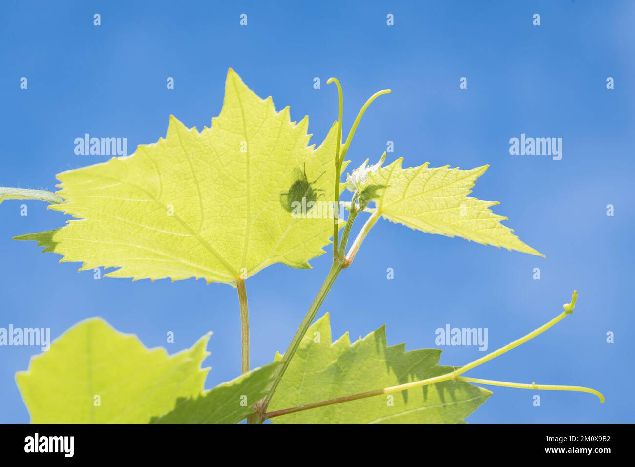Beetle silhouette on leaf hi-res stock photography and images - Alamy