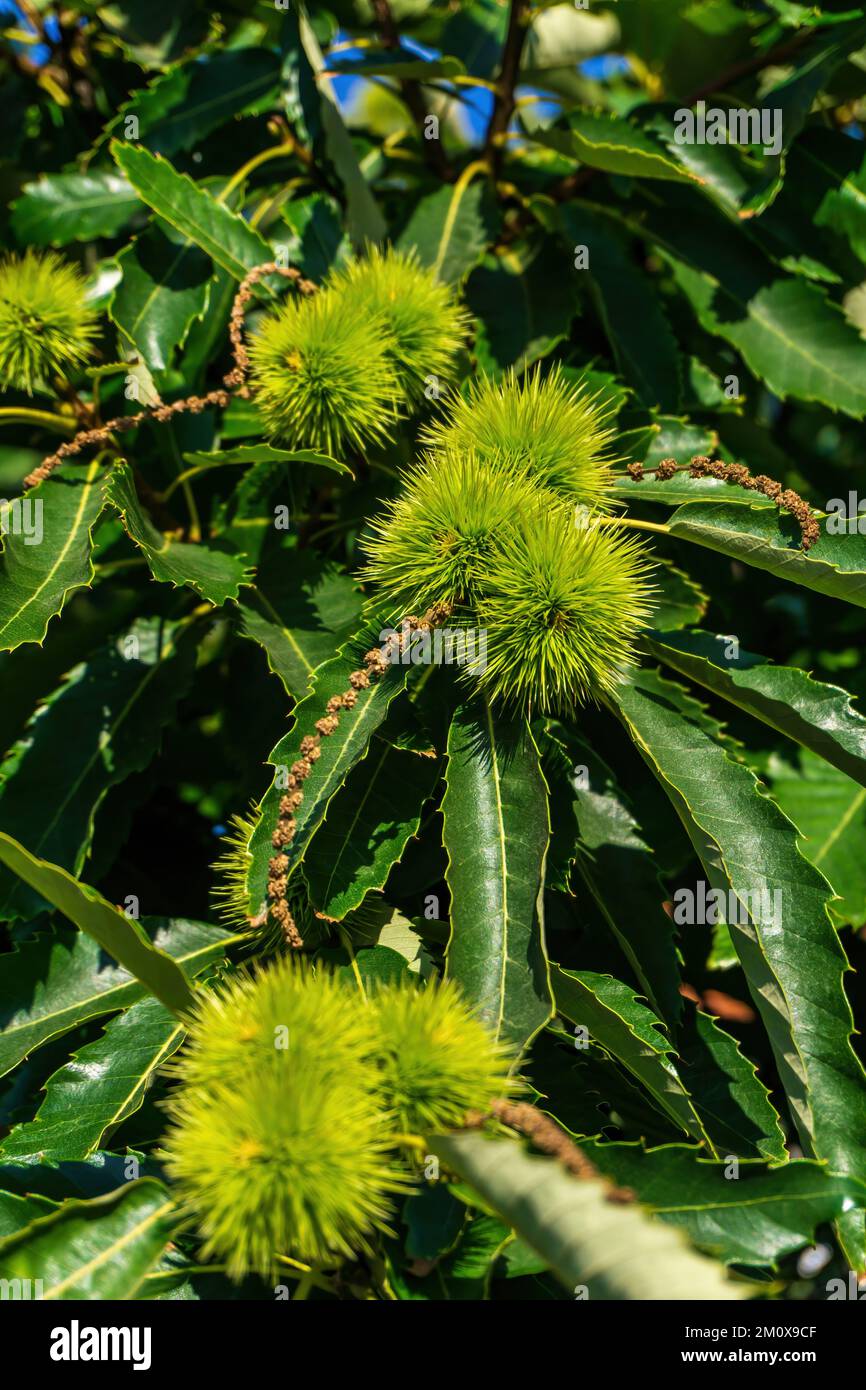 Branches of sweet edible chestnut with green cupules Stock Photo - Alamy