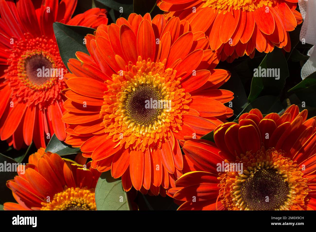 Beautiful colorful natural spring flowers in macro view Stock Photo - Alamy