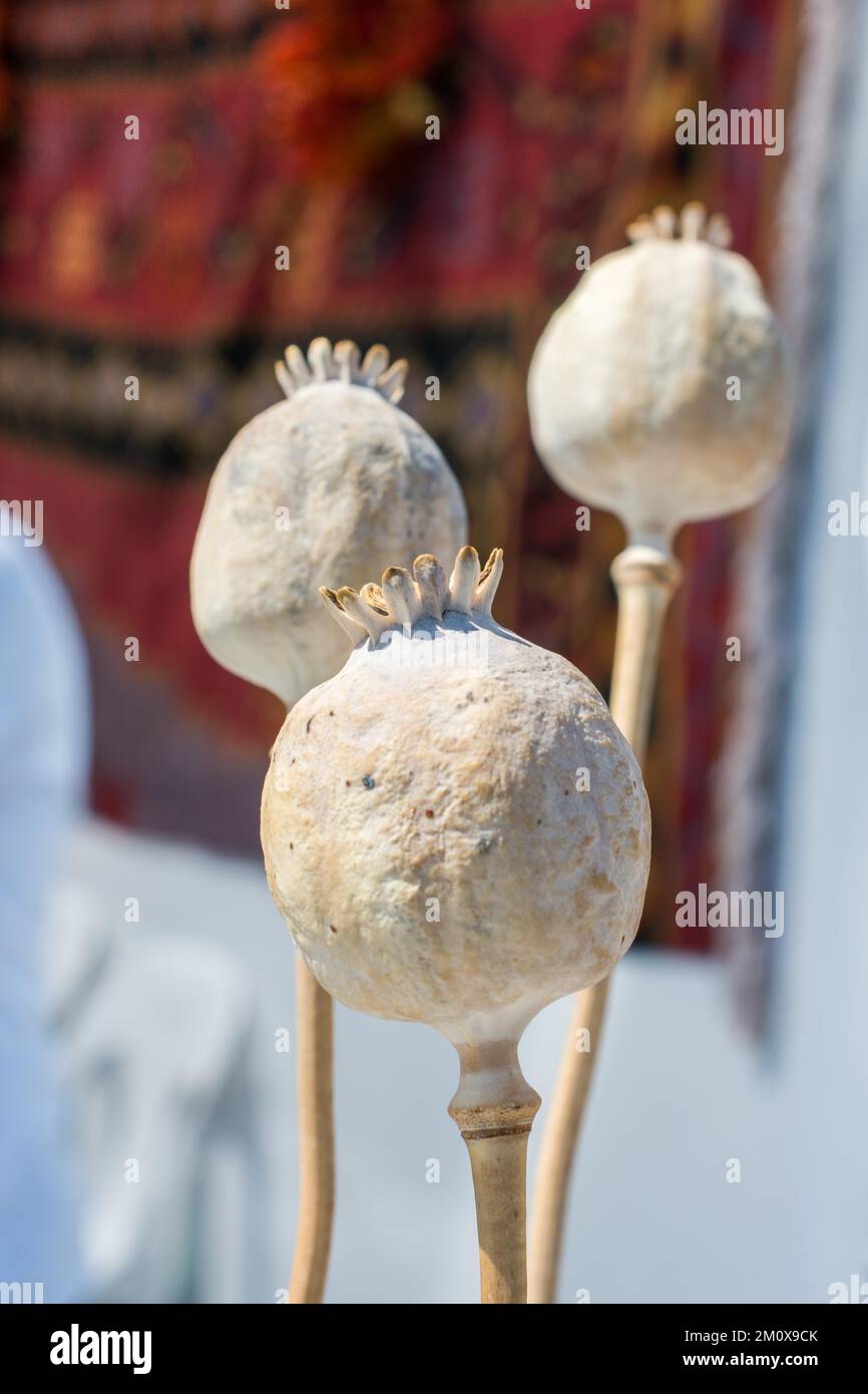 Dried poppy heads hi-res stock photography and images - Alamy