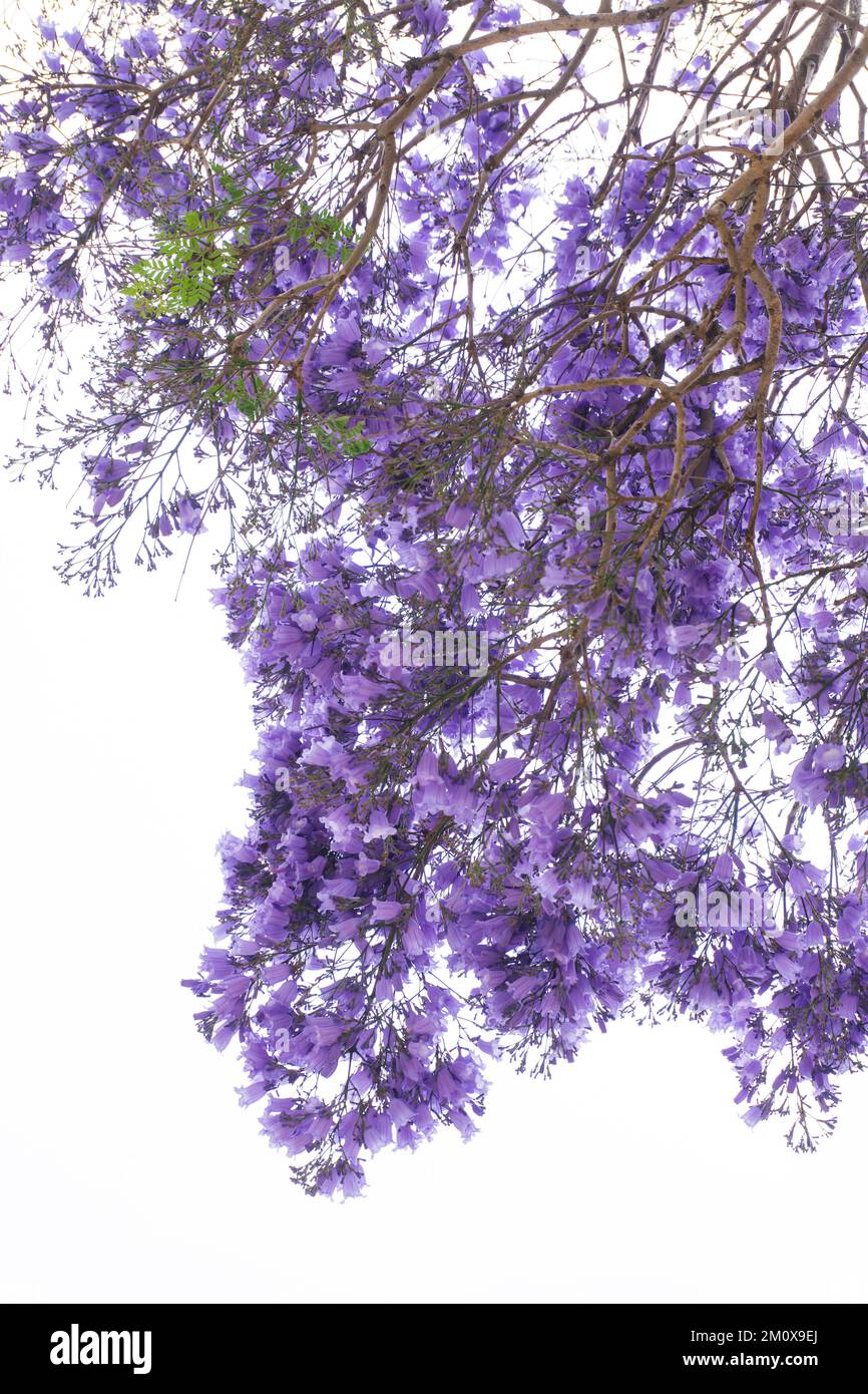 Jacaranda tree branches with large purple flowers Stock Photo - Alamy