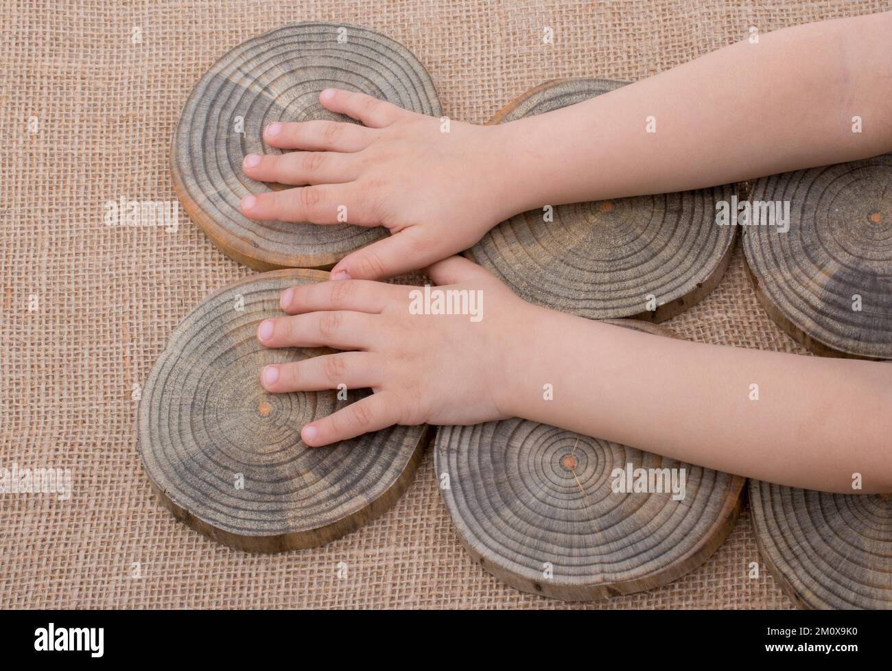 Wood Log cut in round thin pieces in hand Stock Photo - Alamy