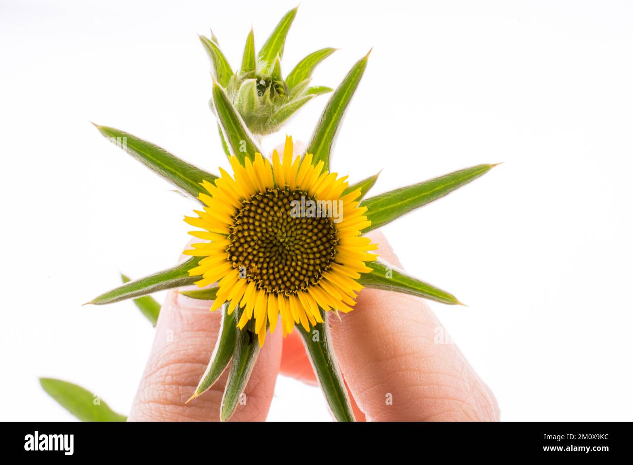 Hand holding sunflower hi-res stock photography and images - Alamy