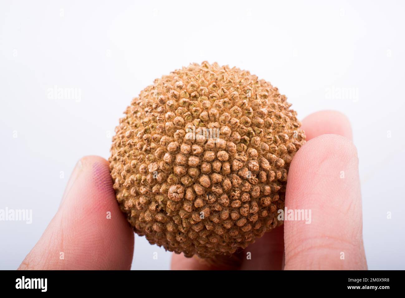 Hand holding brown pod or capsule in hand on a white background Stock ...
