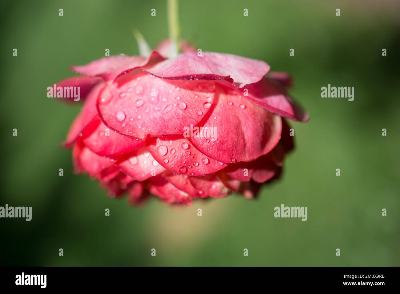 Beautiful colorful Rose with water drops on it Stock Photo - Alamy
