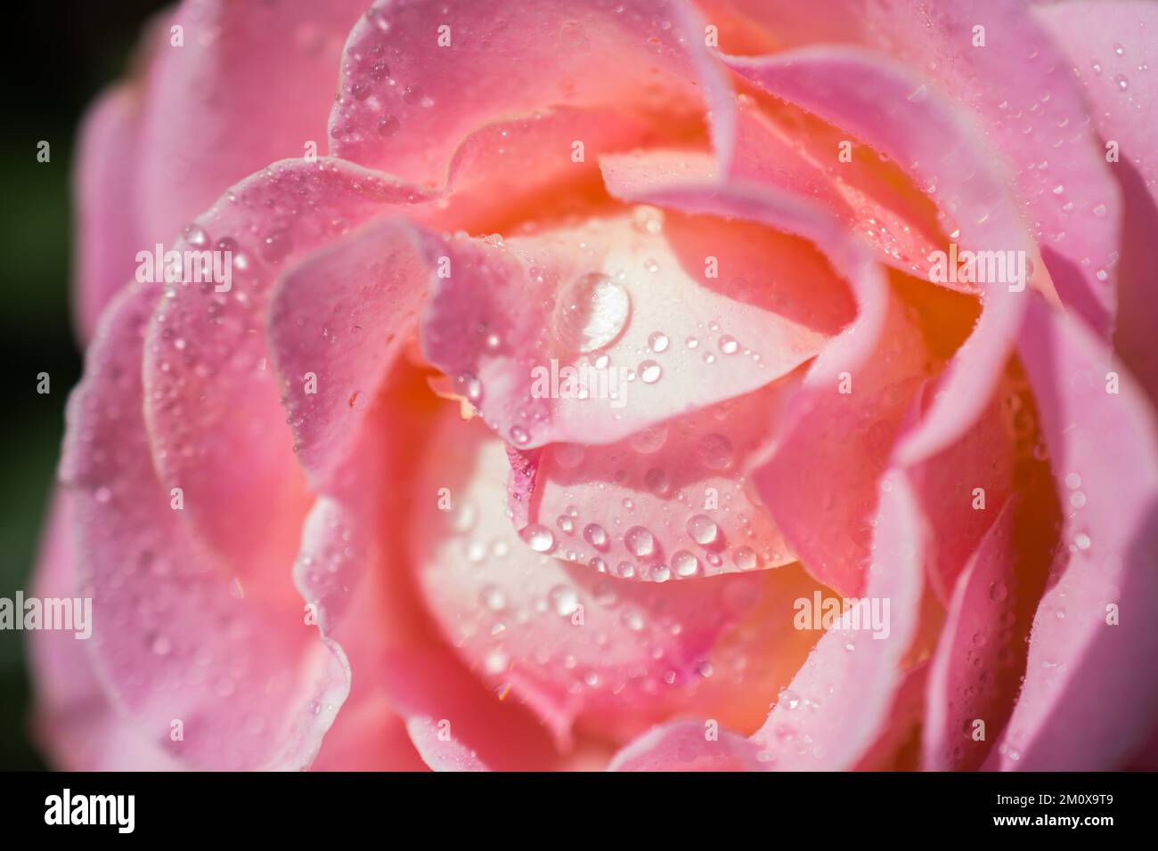 Beautiful colorful Rose with water drops on it Stock Photo - Alamy