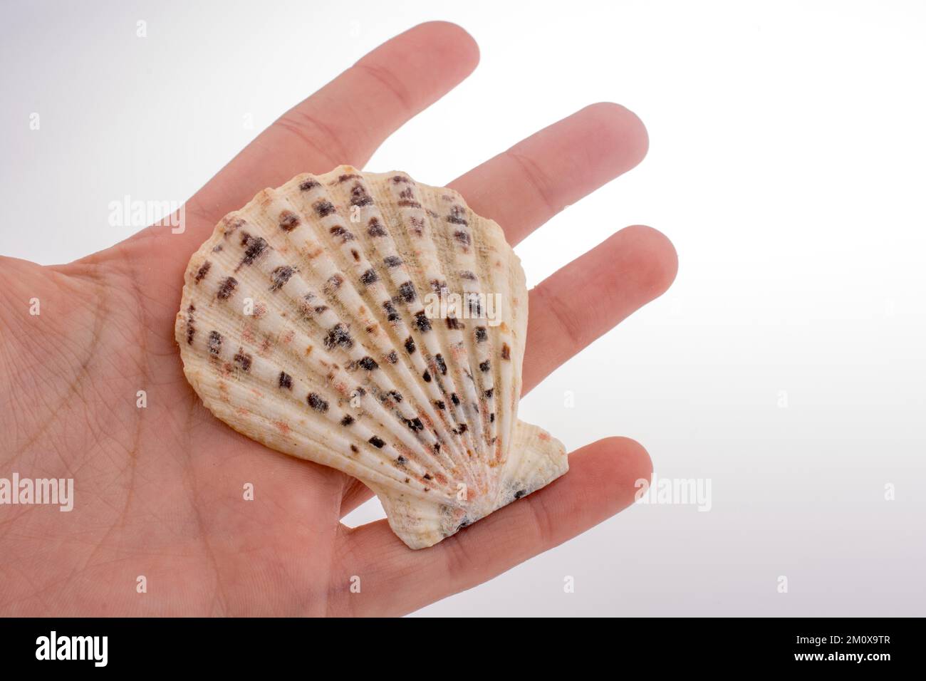 Hand holding Beautiful sea shell on a white background Stock Photo - Alamy