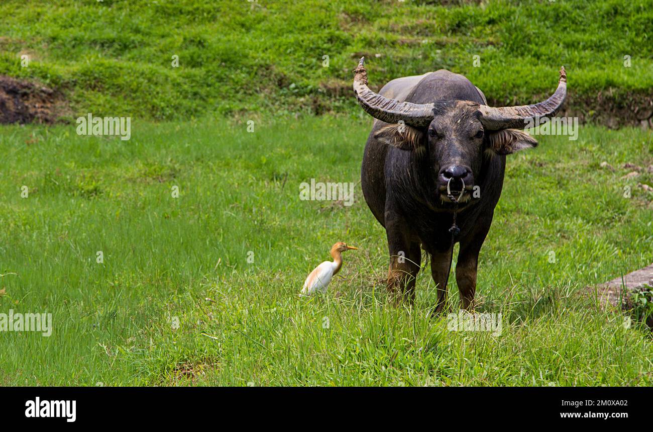 Buffalo egret (bubulcus ibis) and a long-horned buffalo in the meadow ...