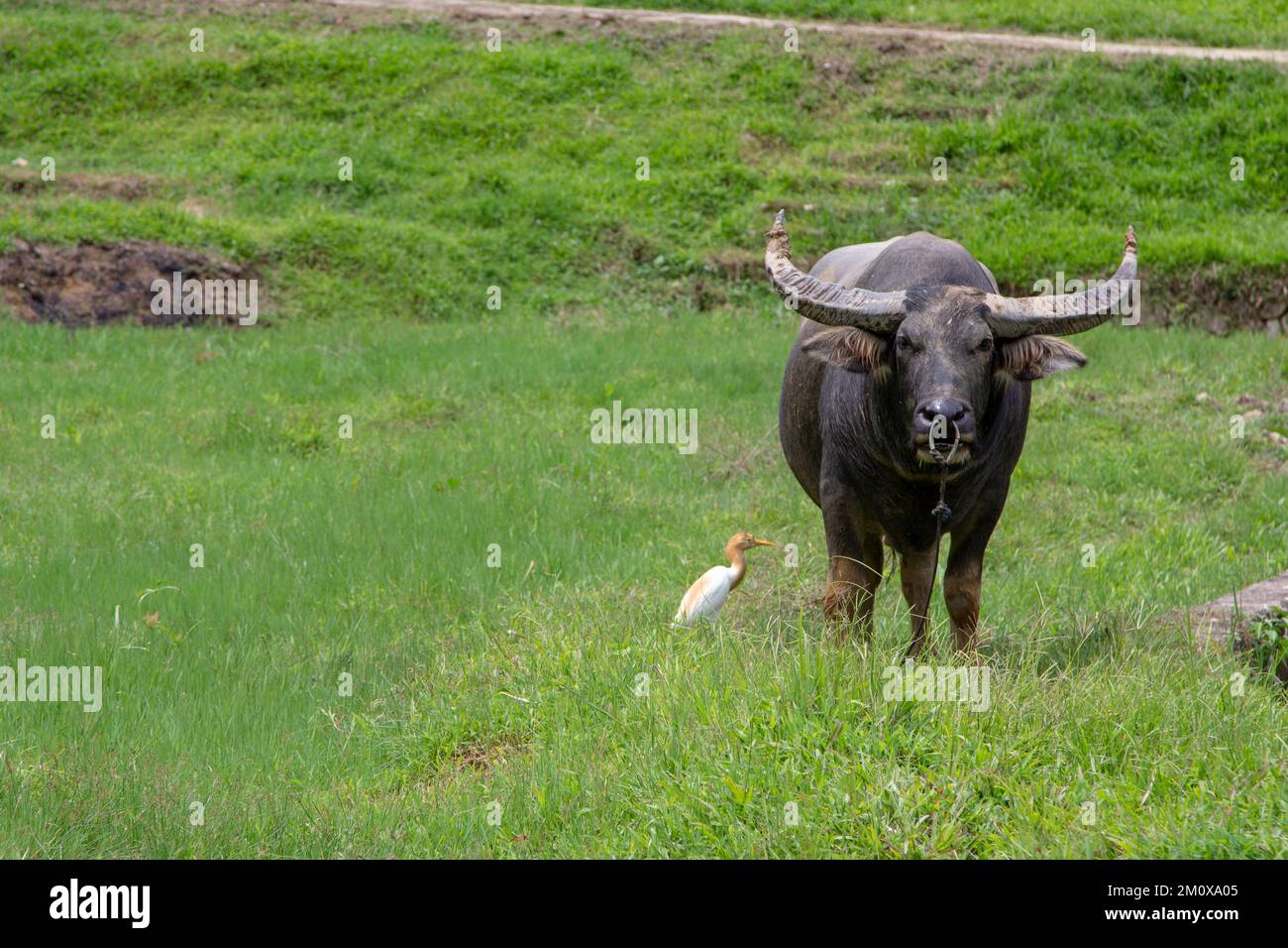 Buffalo egret (bubulcus ibis) and a long-horned buffalo in the meadow ...