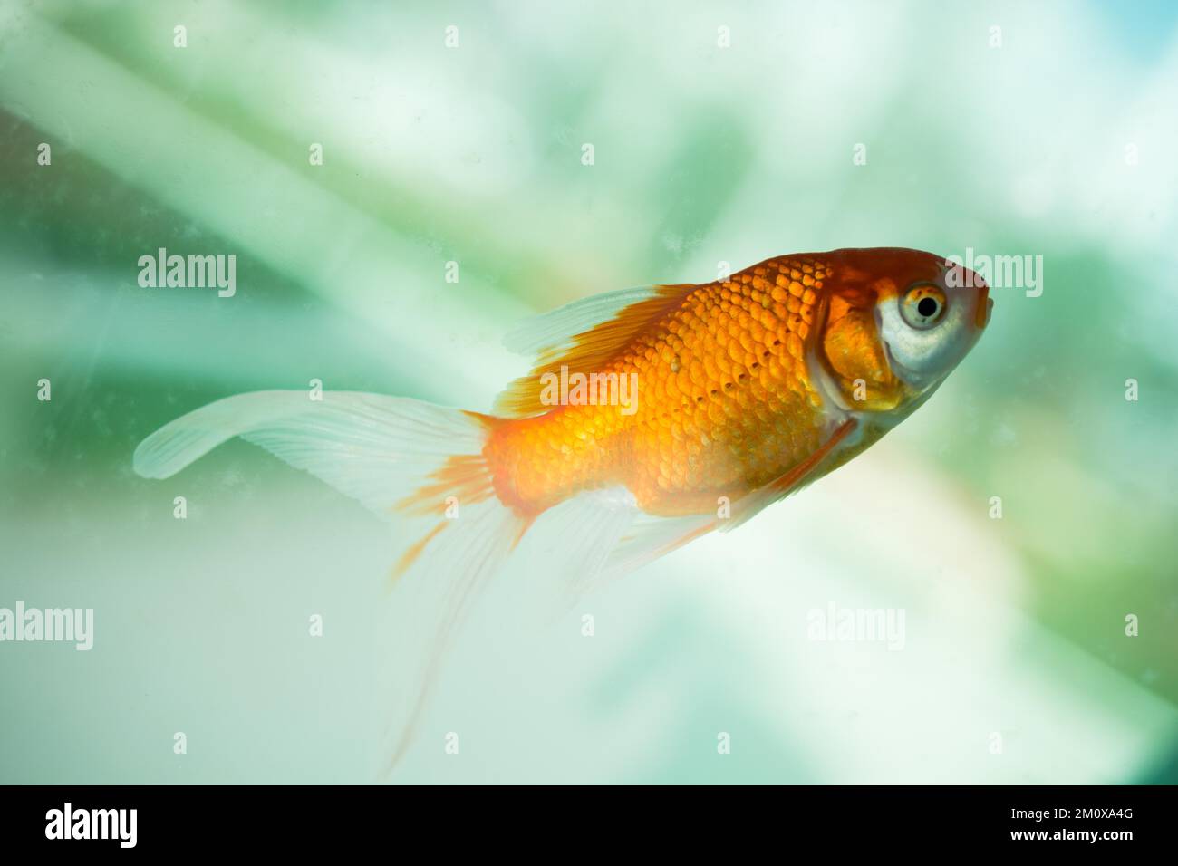 Different fish swimming hi-res stock photography and images - Alamy
