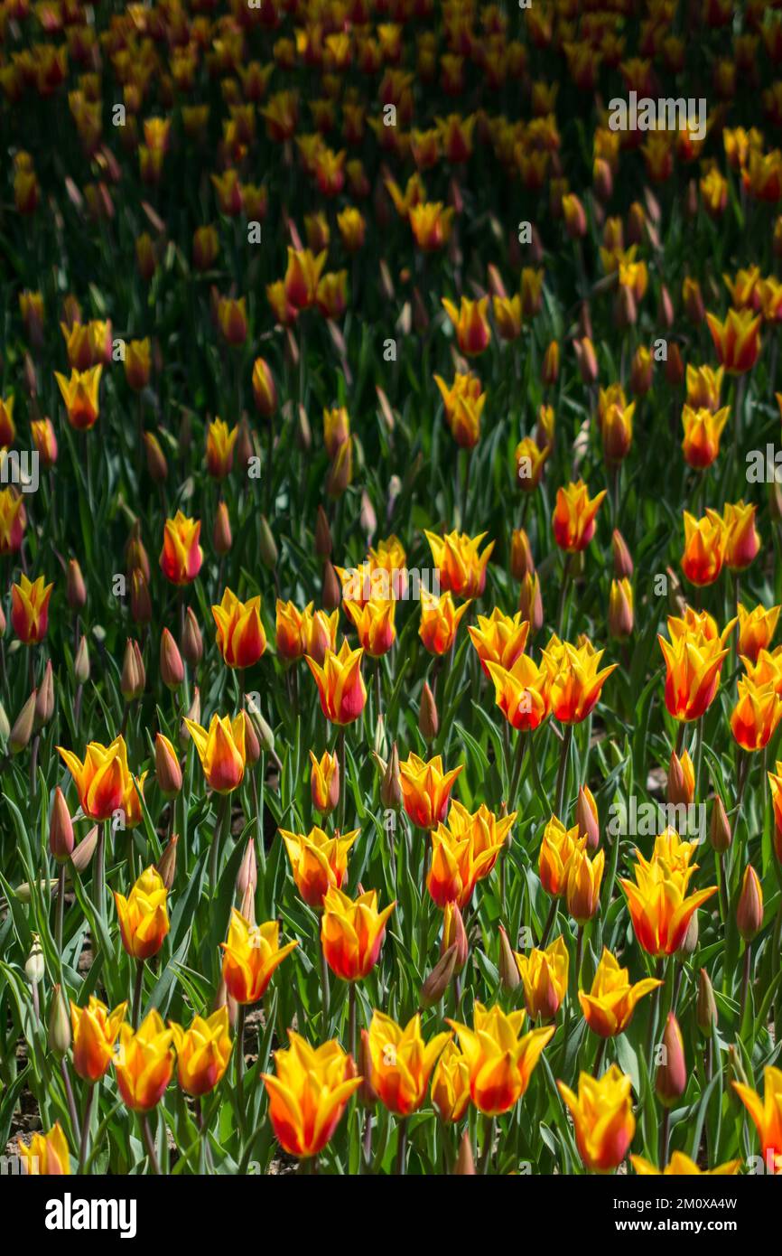 Tulip Flowers Blooming in Spring Season Stock Photo - Alamy