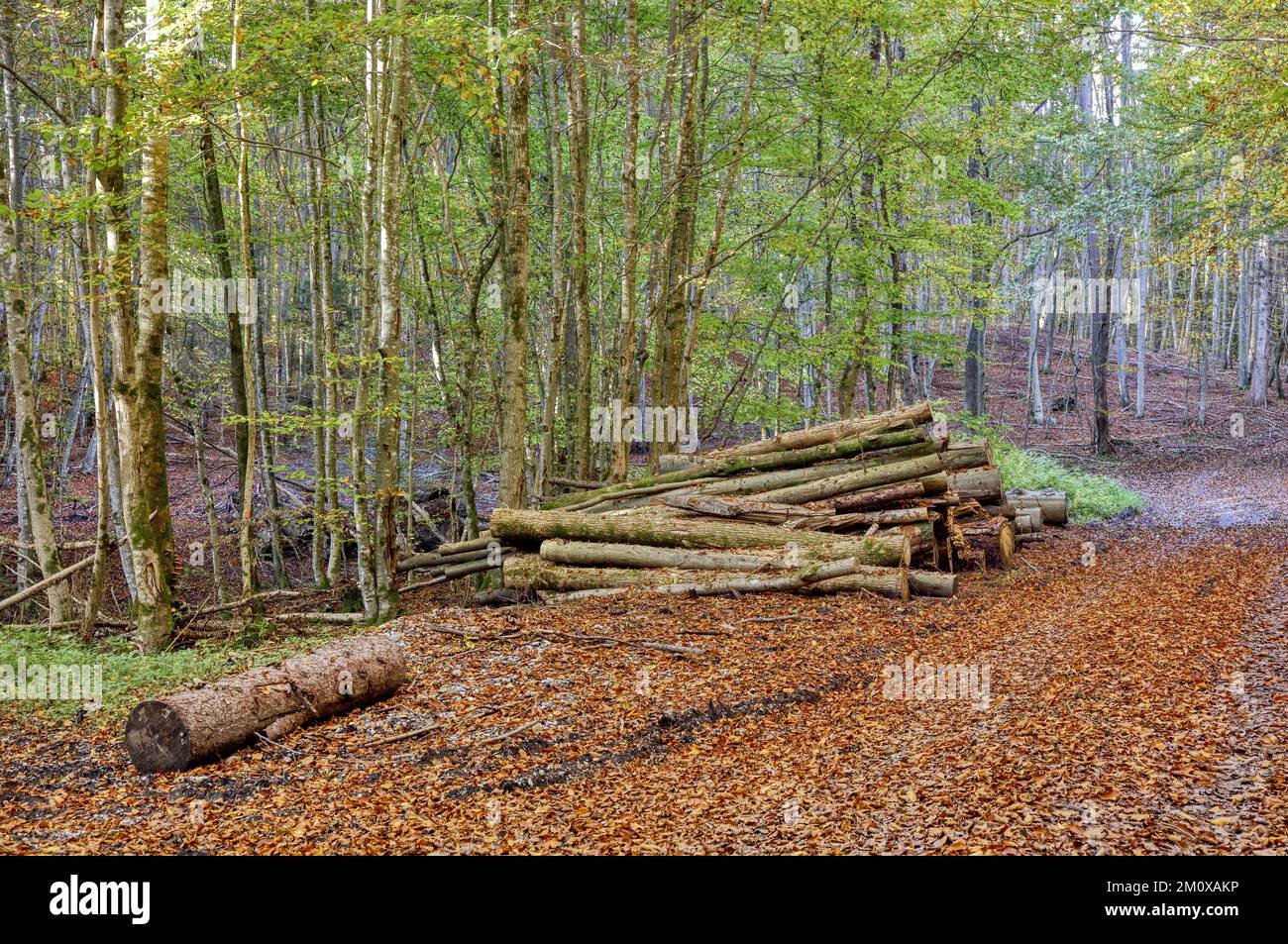 Beech forest in autumn, european hornbeams (Carpinus betulus), coloured ...