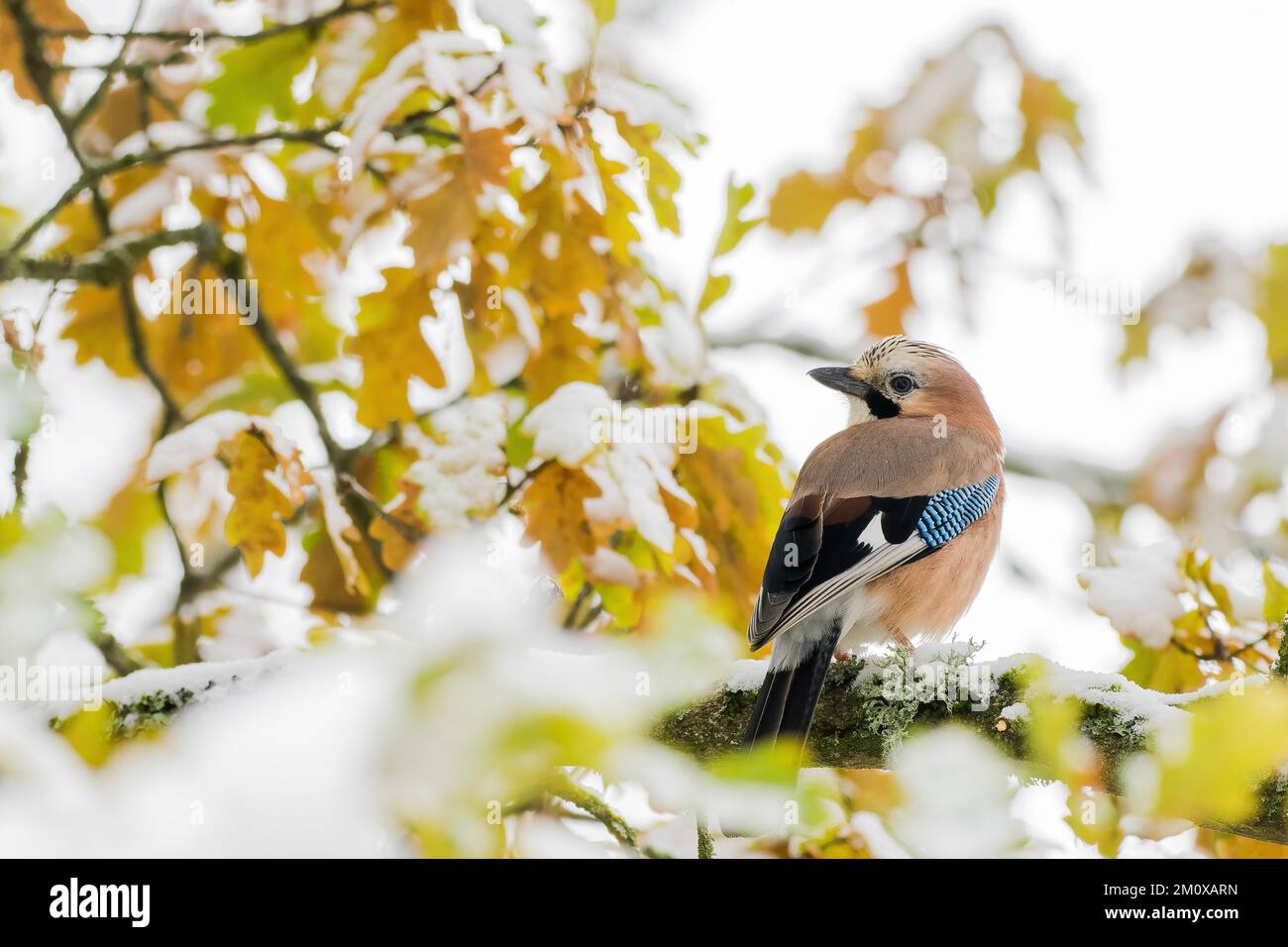 Jay bird oak hi-res stock photography and images - Alamy
