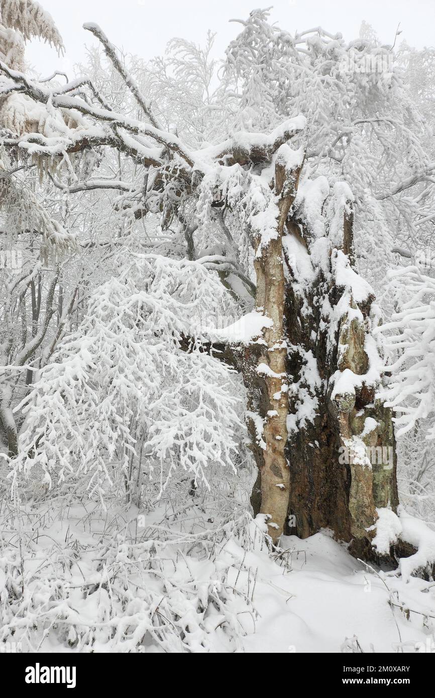Old hute beech, snowy, winter, Hesse, Germany, Europe Stock Photo - Alamy