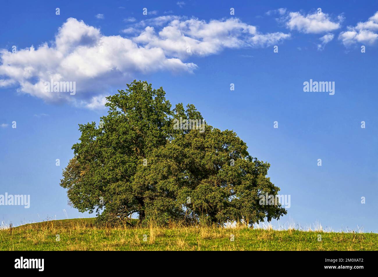 Oak tree on hilltop of meadow in late summer, summer meadow, under blue ...