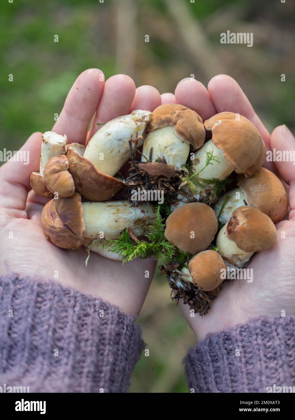 Woman holding in hands gathered butter mushrooms against autumn forest ...