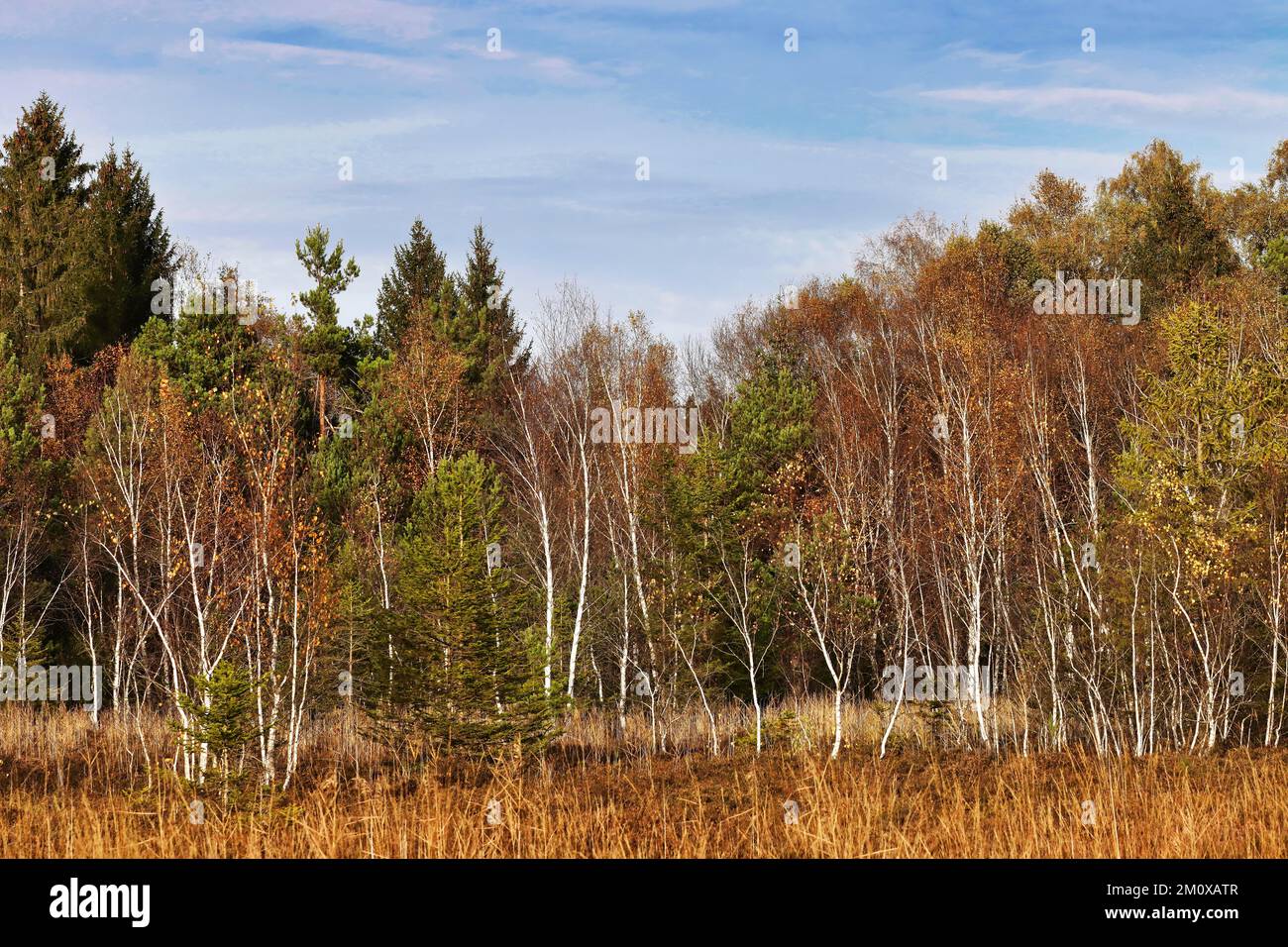 Bog landscape in autumn, bog with birch trees in front of spruce trees ...